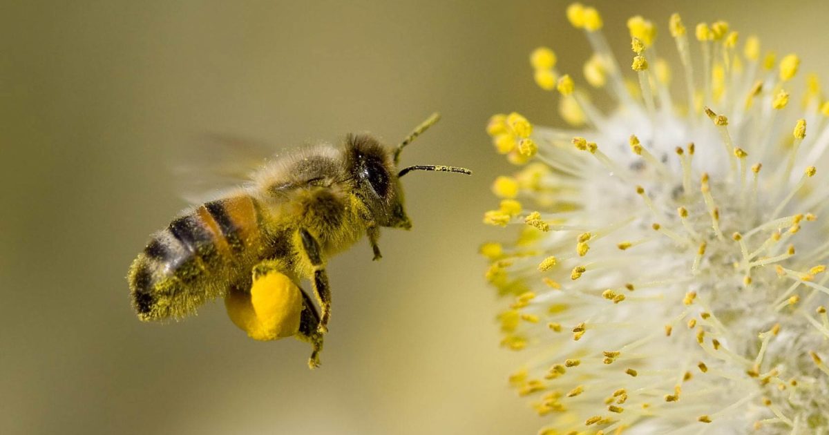 Extinct Bees Could Cost The UK £690m – The Common Sense Network